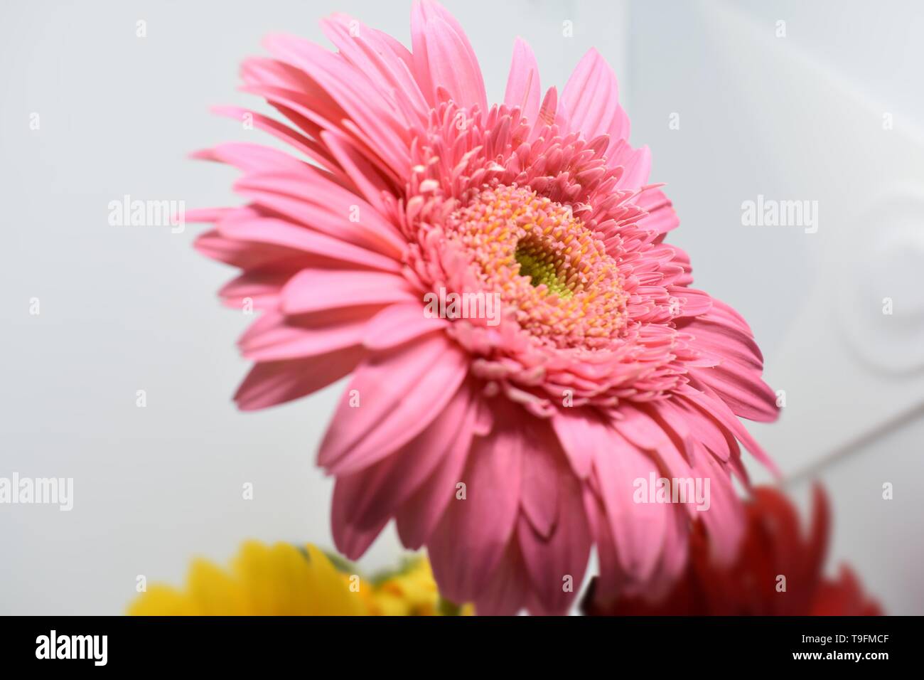 Dslr flower hi-res stock photography and images - Alamy
