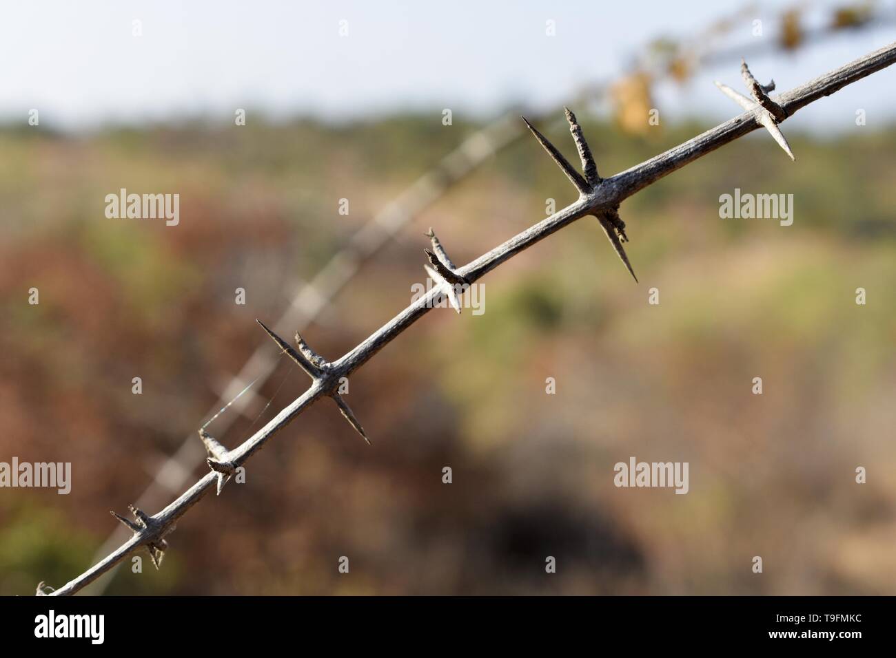 Focused snap of Thorn Stock Photo - Alamy