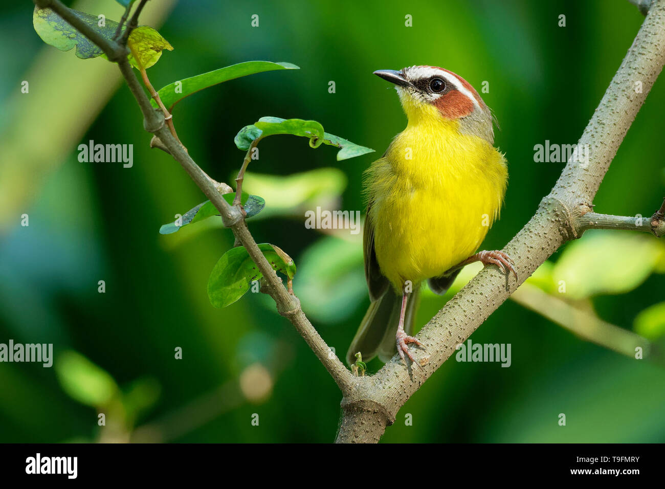 Warbler of costa rica hi-res stock photography and images - Alamy