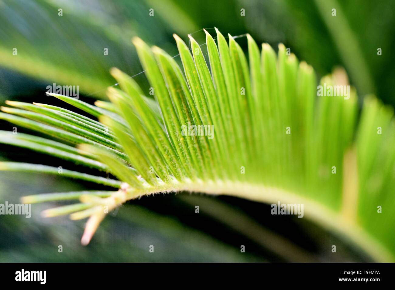 Beauty of Nature Snap of Green leave Stock Photo - Alamy
