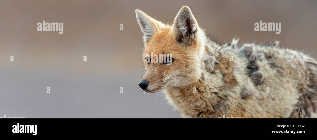 Portrait of culpeo (Lycalopex culpaeus) or Andean fox, at the Siloli ...