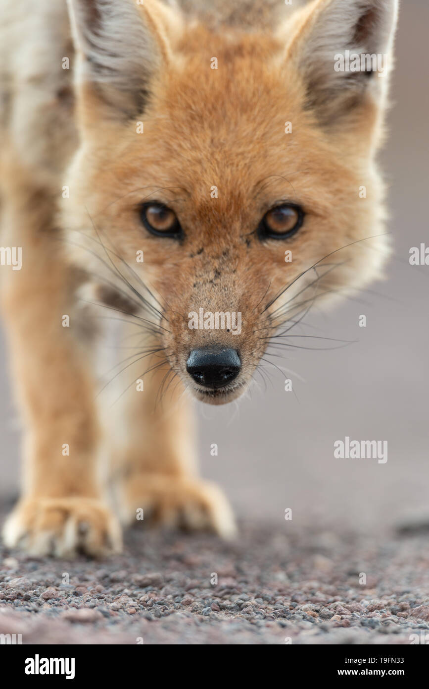 Portrait of culpeo (Lycalopex culpaeus) or Andean fox, at the Siloli ...