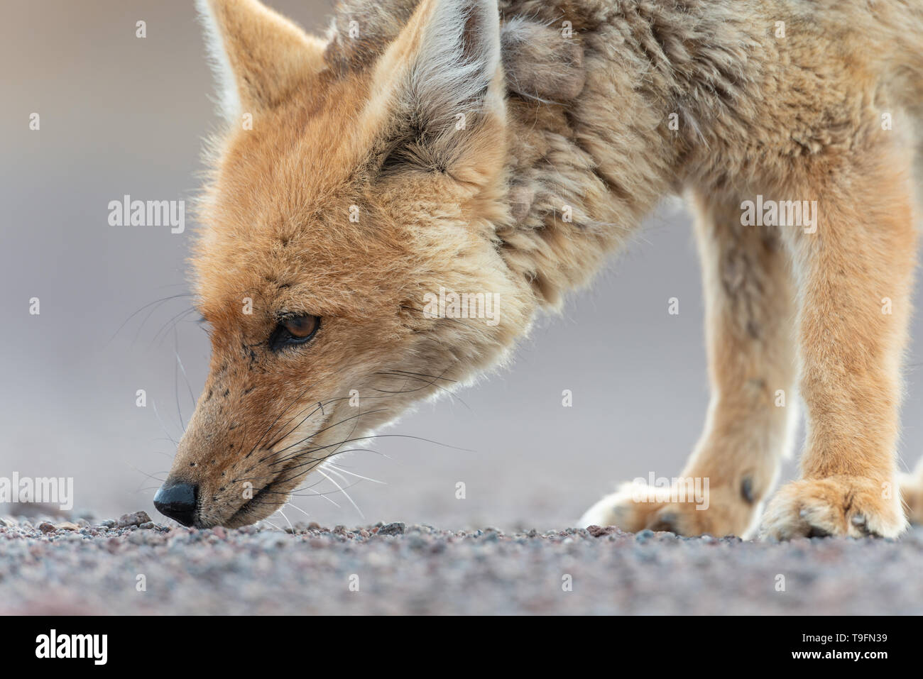 Portrait of culpeo (Lycalopex culpaeus) or Andean fox, at the Siloli ...