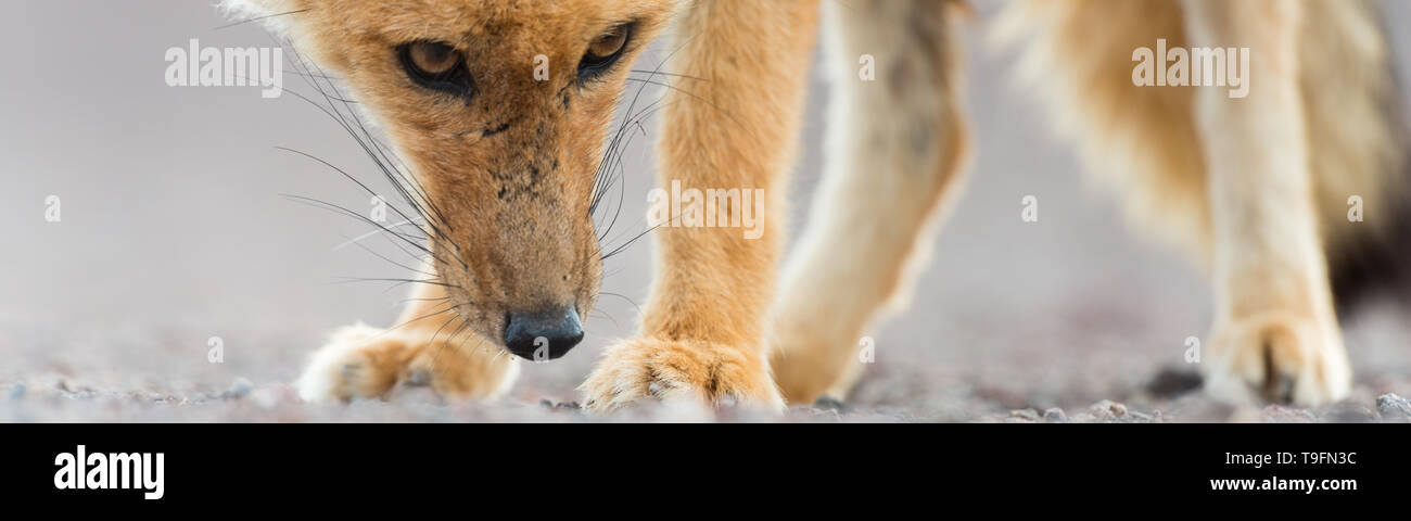 Portrait of culpeo (Lycalopex culpaeus) or Andean fox, at the Siloli ...