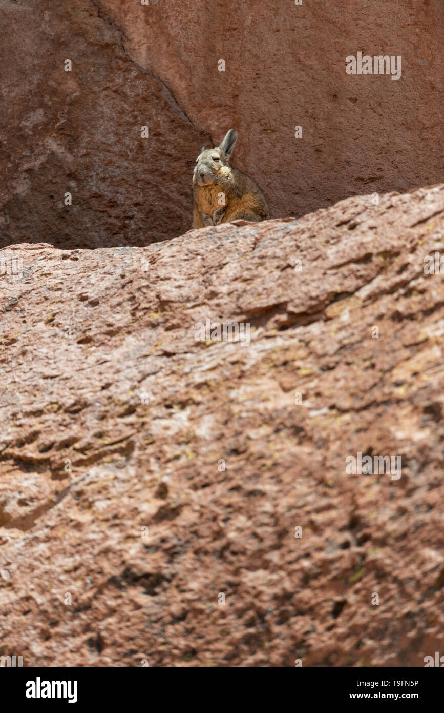 Best of nature peru hi-res stock photography and images - Alamy