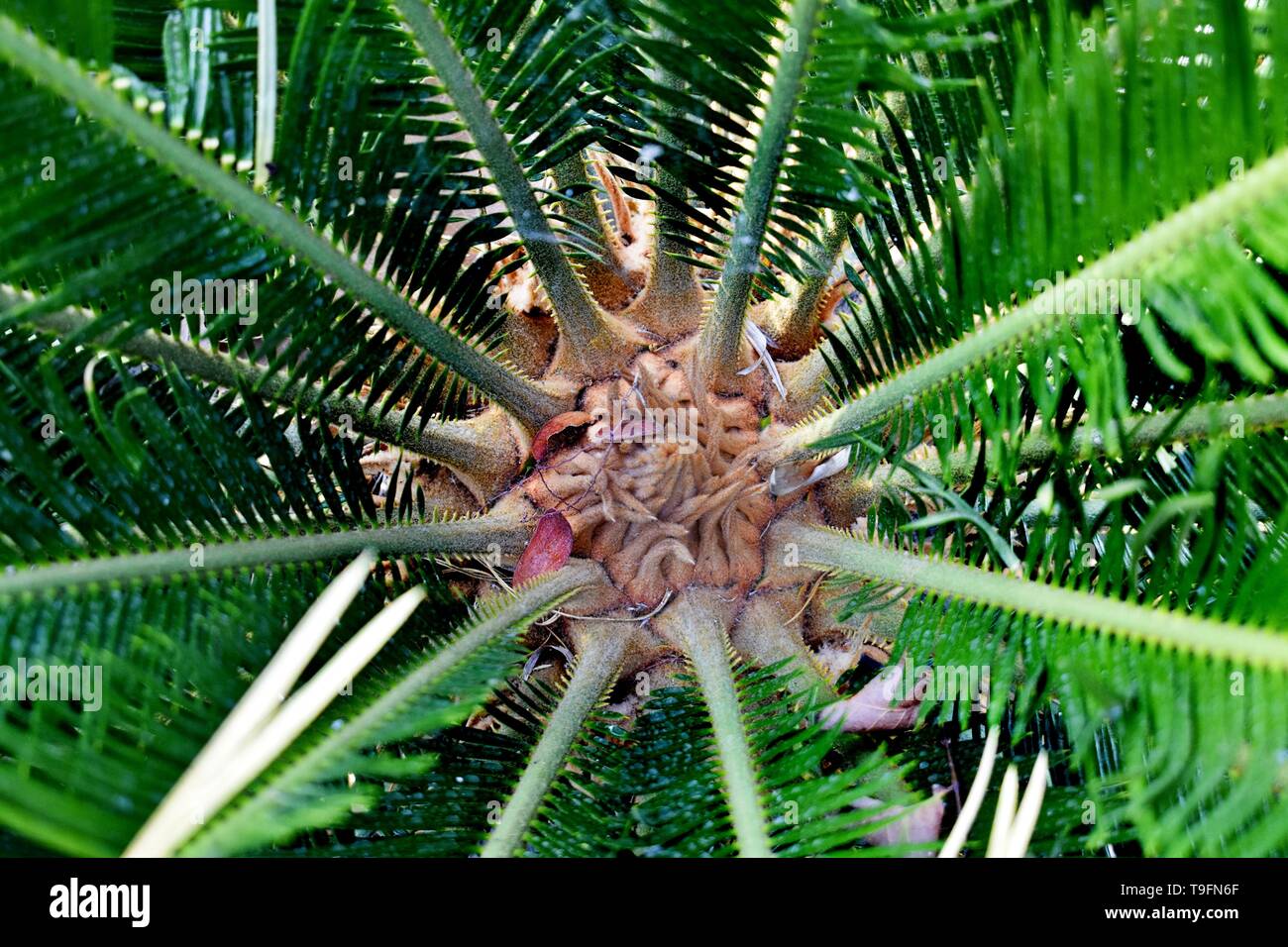 Beauty of Nature Snap of Green leave Stock Photo - Alamy