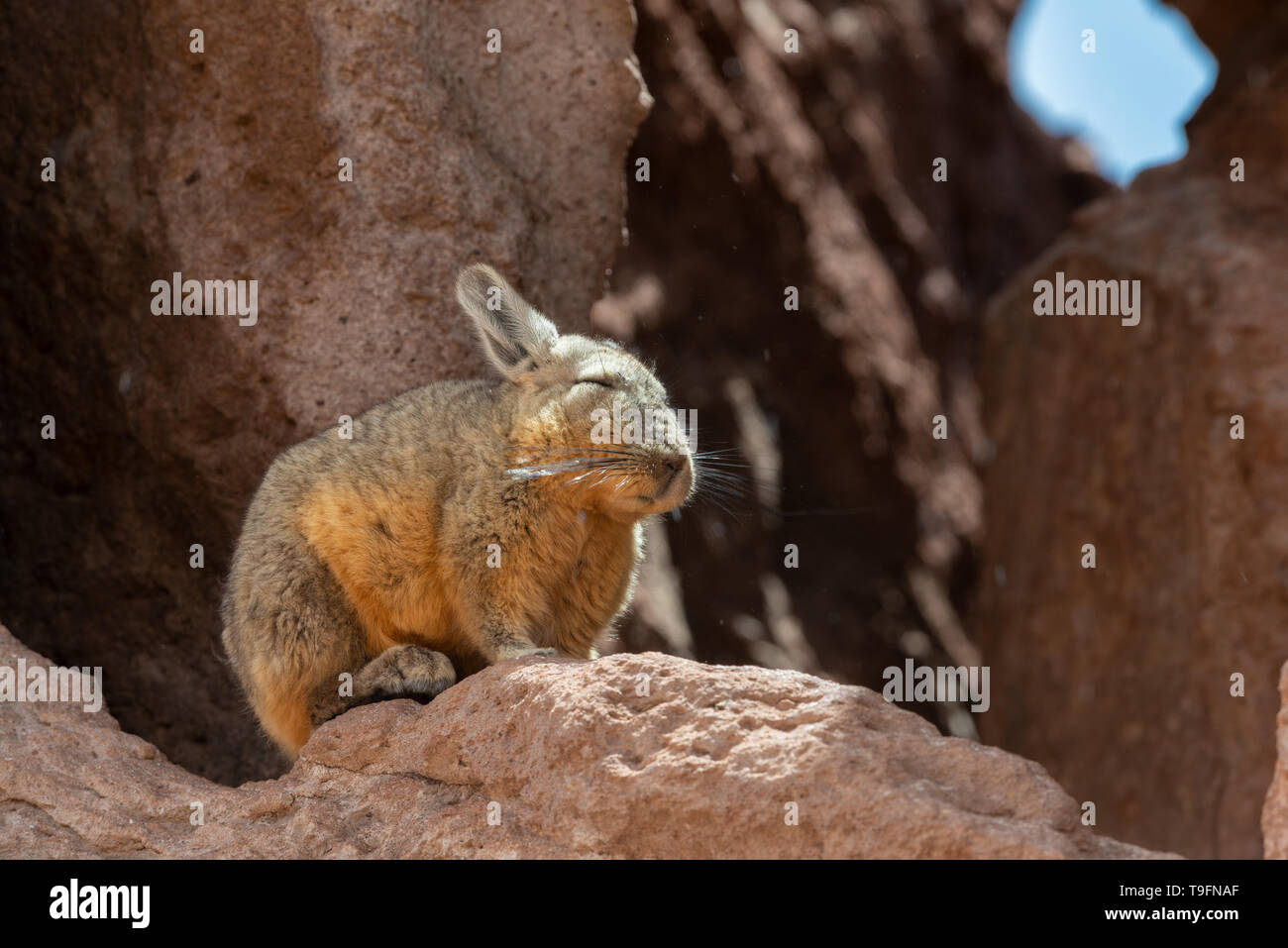 Chinchillidae hi-res stock photography and images - Alamy