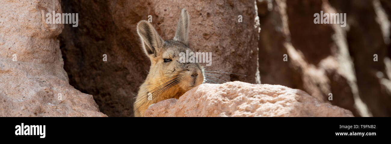 High t tail hi-res stock photography and images - Alamy