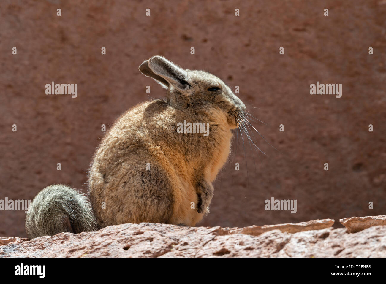 Bolivia chile hi-res stock photography and images - Alamy