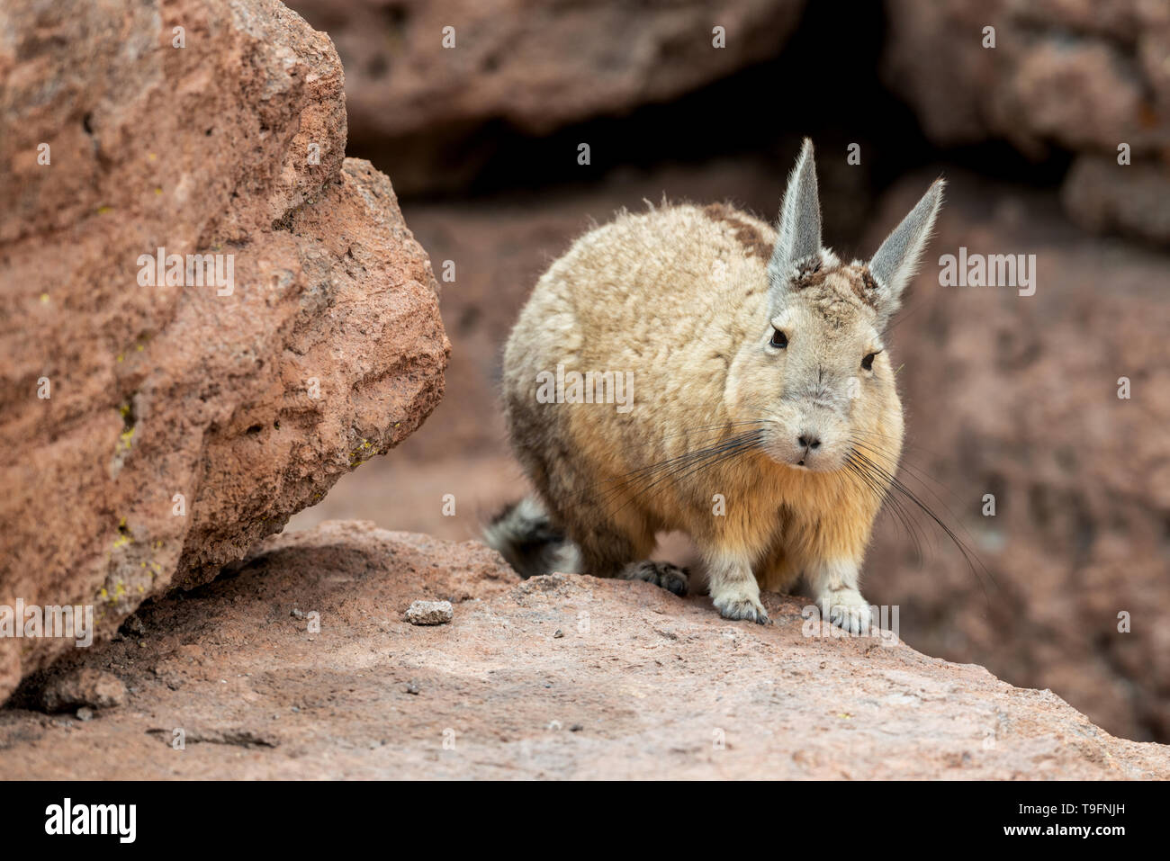 Best mountain in argentina hi-res stock photography and images - Alamy