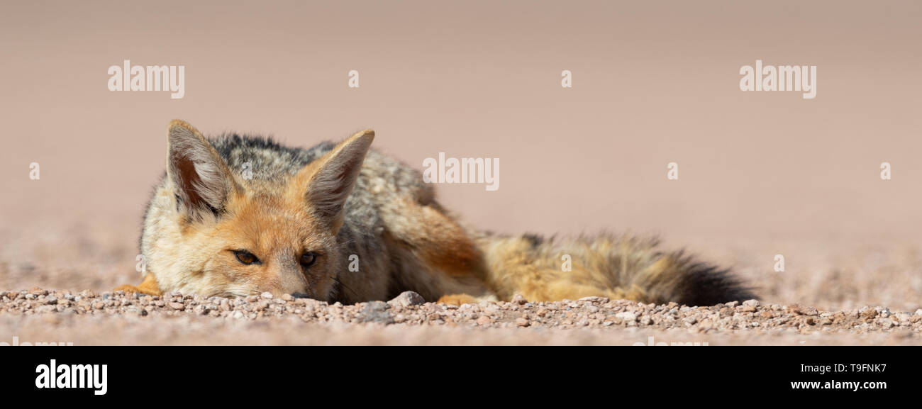 Portrait of culpeo (Lycalopex culpaeus) or Andean fox, at the Siloli ...