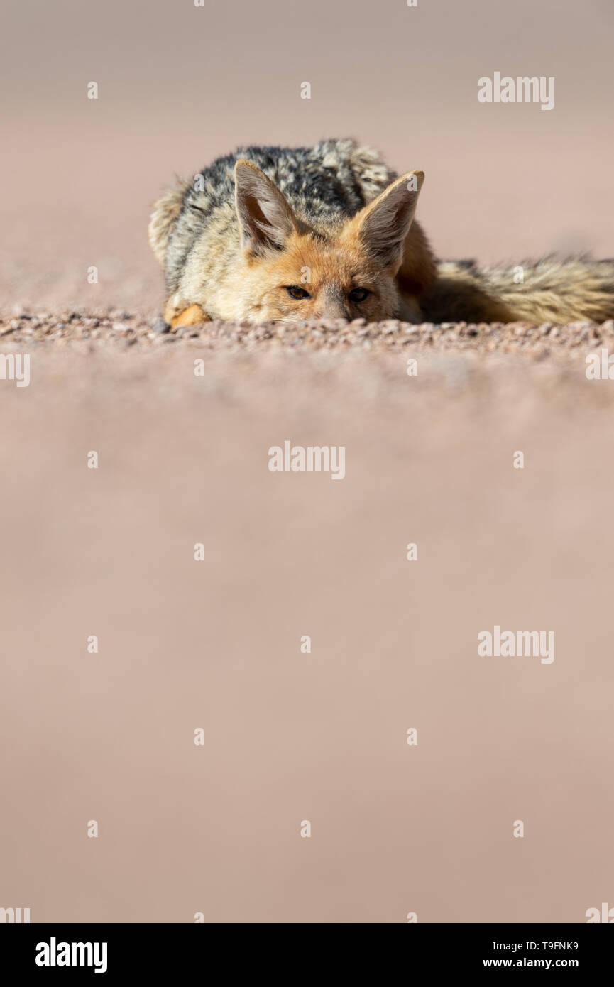 Portrait of culpeo (Lycalopex culpaeus) or Andean fox, at the Siloli ...