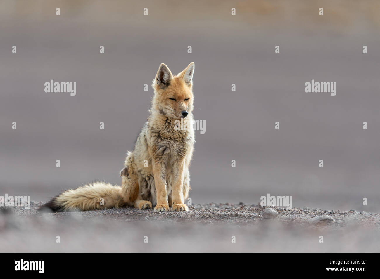 Portrait of culpeo (Lycalopex culpaeus) or Andean fox, at the Siloli ...
