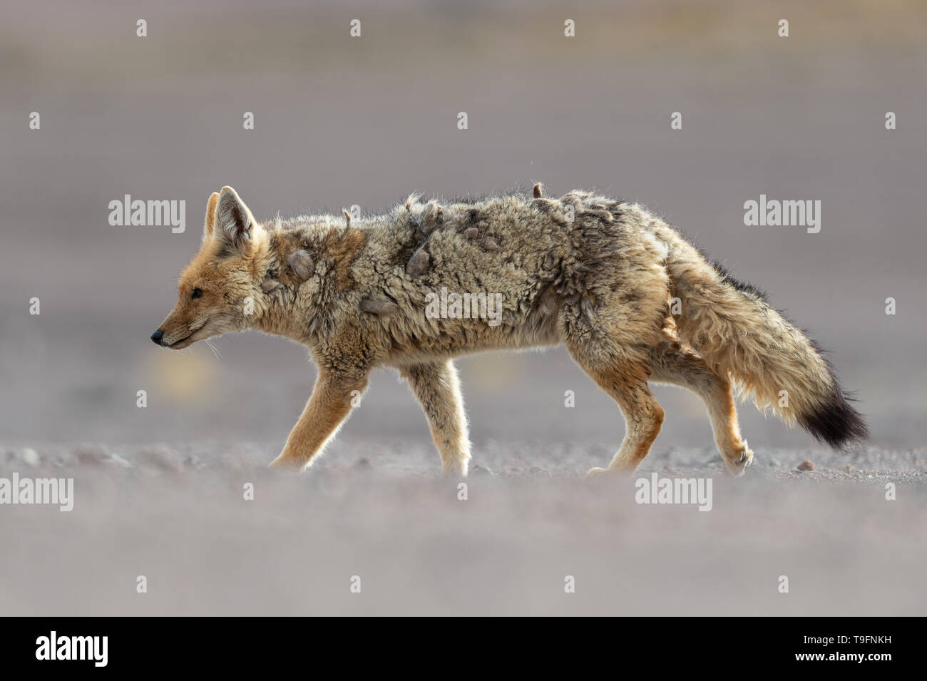 Portrait of culpeo (Lycalopex culpaeus) or Andean fox, at the Siloli ...