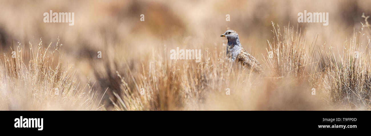 The grey-breasted seedsnipe in a grassland in the Bolivian Altiplano ...