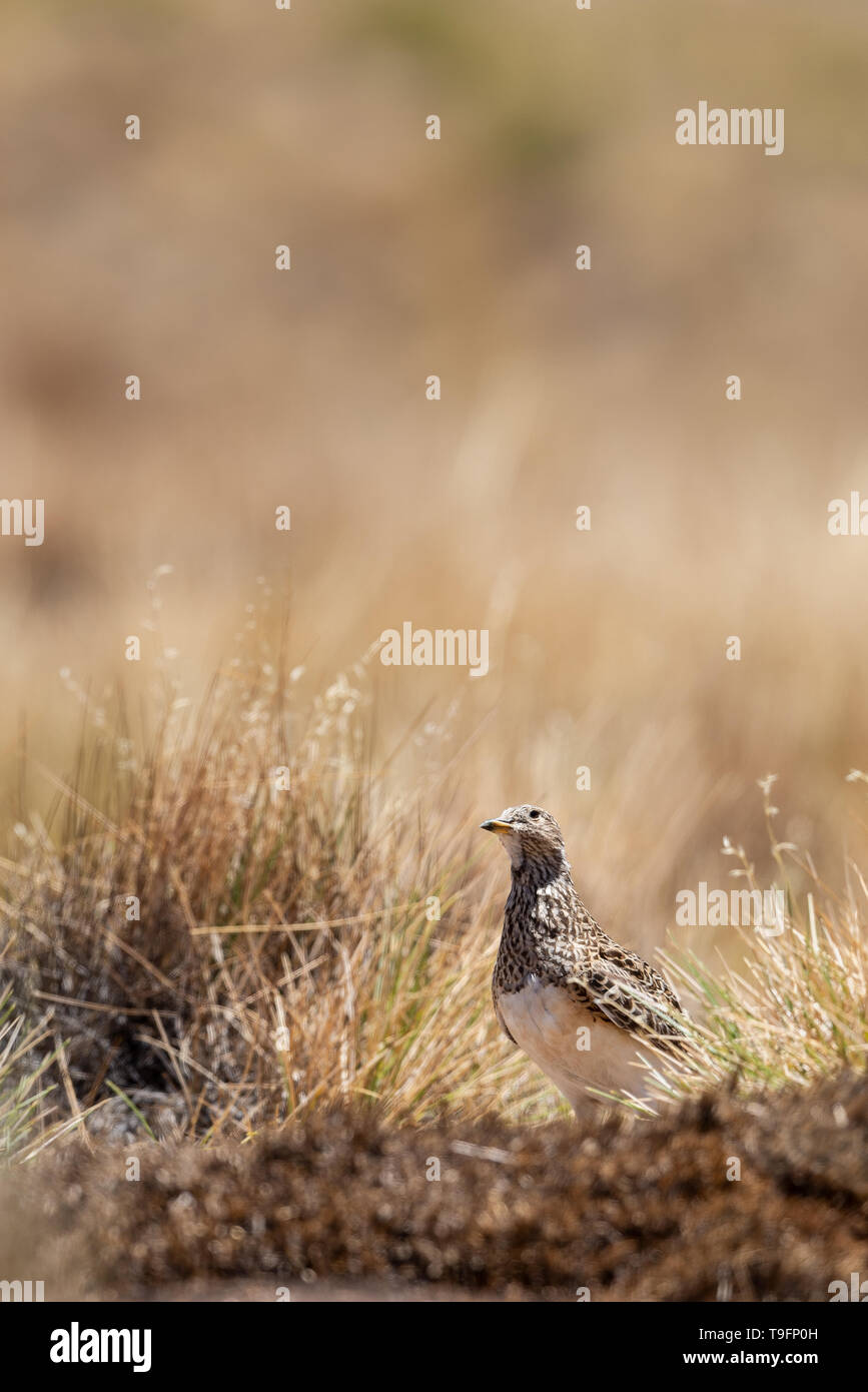 The grey-breasted seedsnipe in a grassland in the Bolivian Altiplano ...