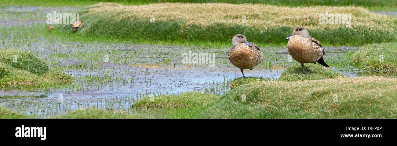 Subspecies andean crested duck hi-res stock photography and images - Alamy