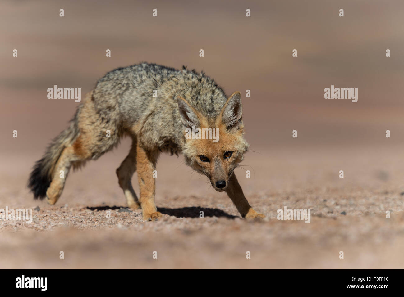 Portrait of culpeo (Lycalopex culpaeus) or Andean fox, at the Siloli ...