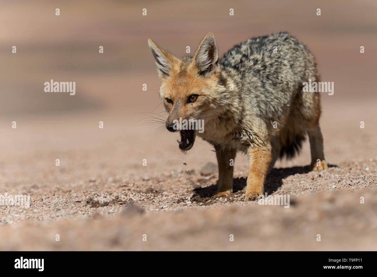 Portrait of culpeo (Lycalopex culpaeus) or Andean fox, at the Siloli ...