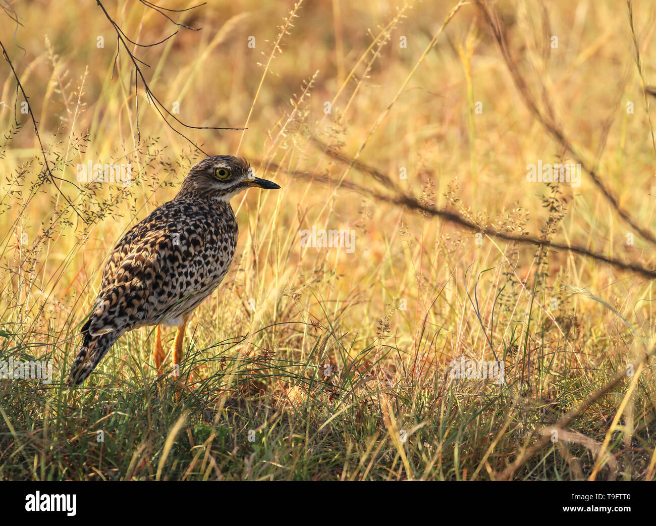 Spotted thick-knee bird, Burhinus capensis, spotted dikkop or Cape ...