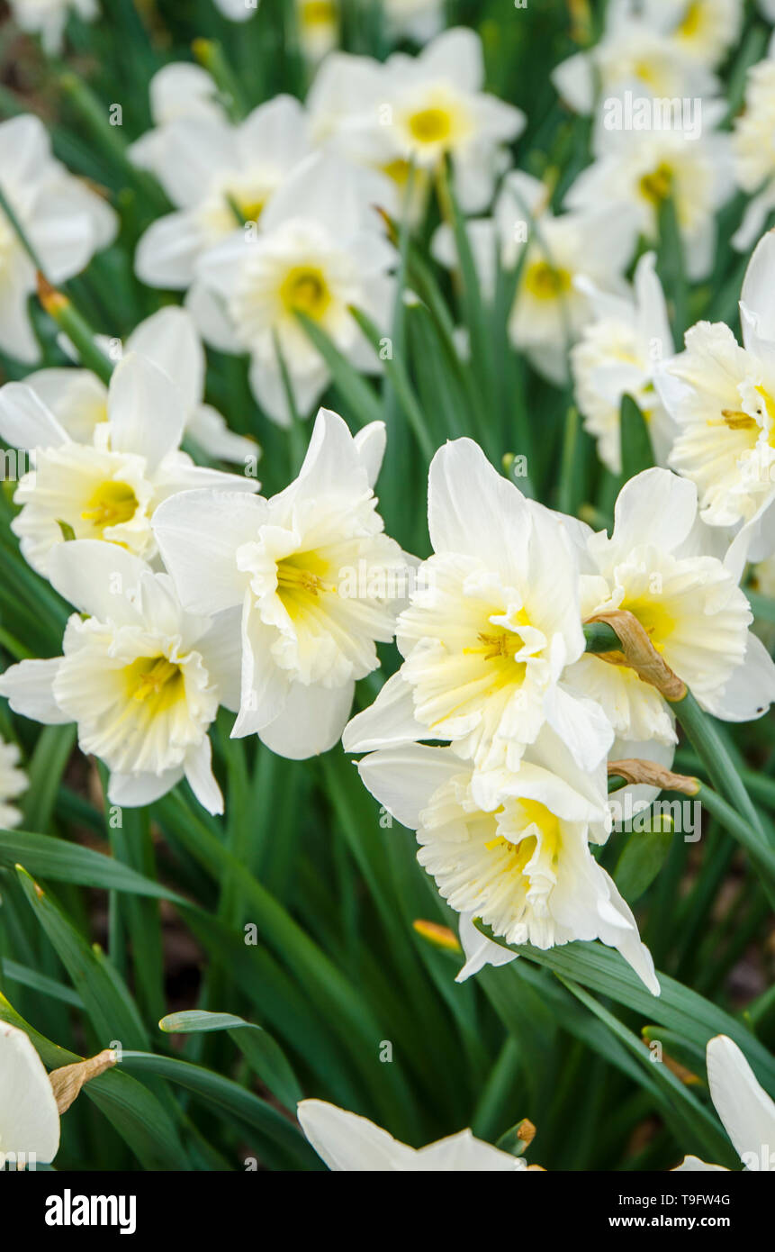 Multi flower daffodils hi-res stock photography and images - Alamy