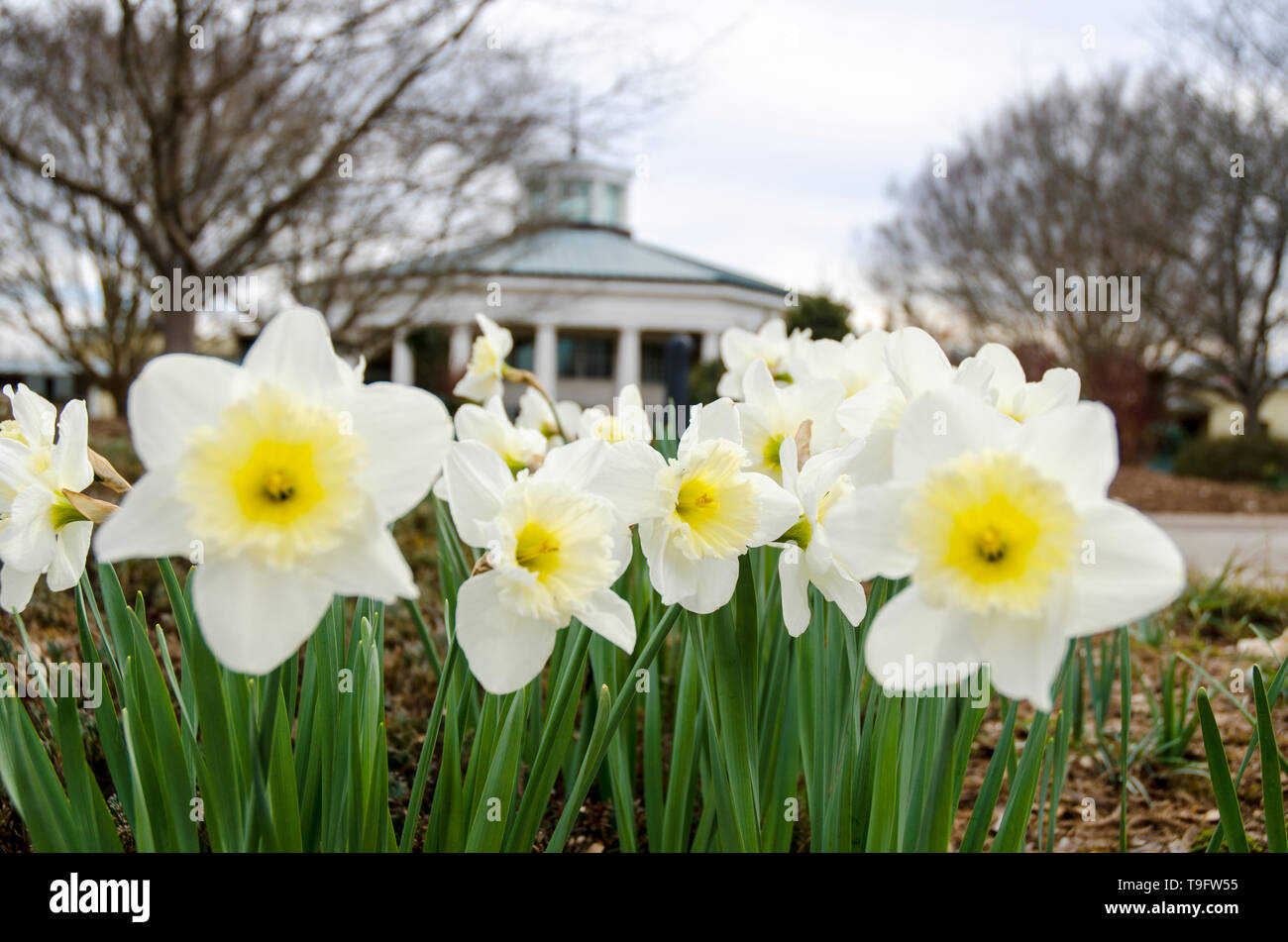 Daffodils, Early Spring Flowers and Blossoms Stock Photo - Alamy