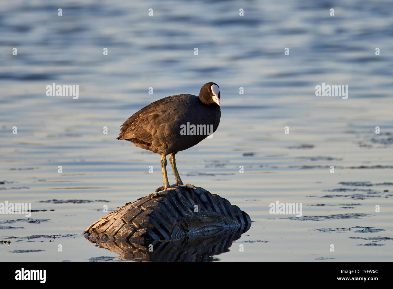 The American coot Fulica americana, , also known as a mud hen, is a ...