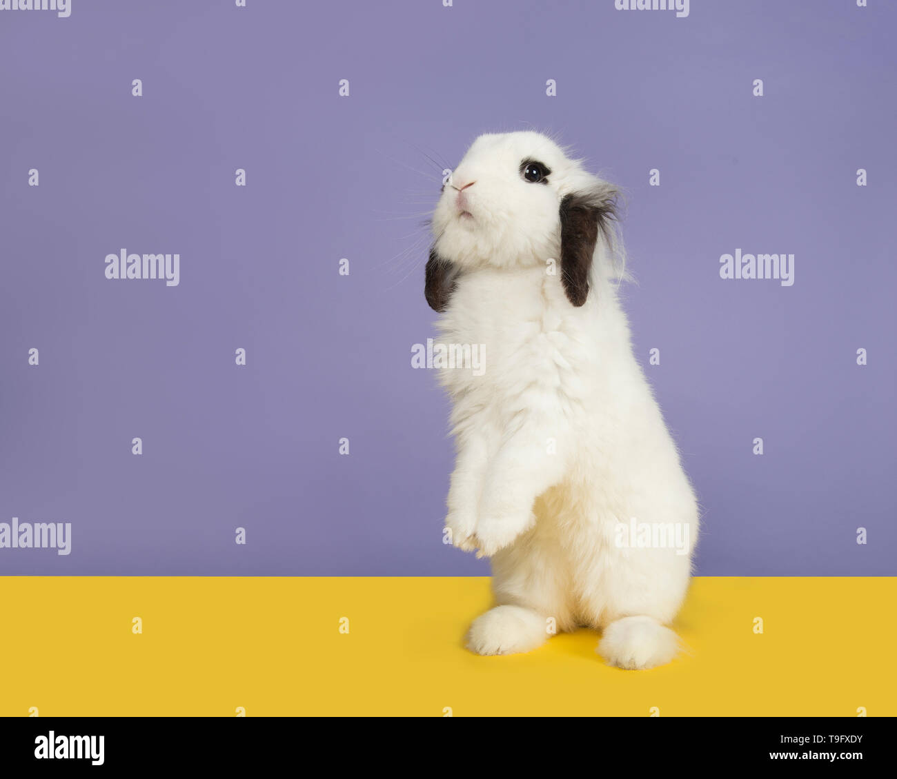 Black and white rabbit standing upright on a purple background and a ...