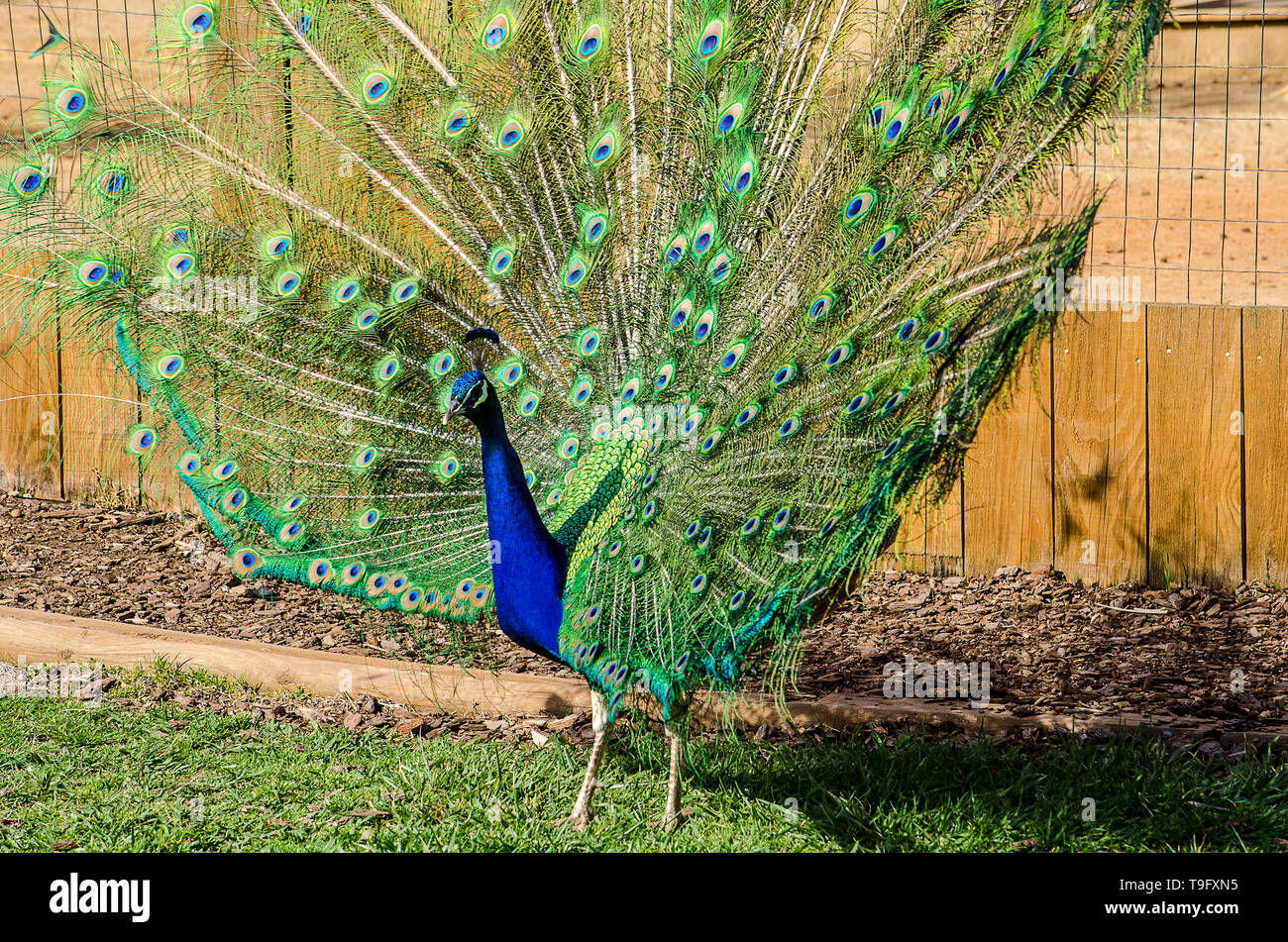 Peafowl or Peacock with extravagant plumage Stock Photo - Alamy