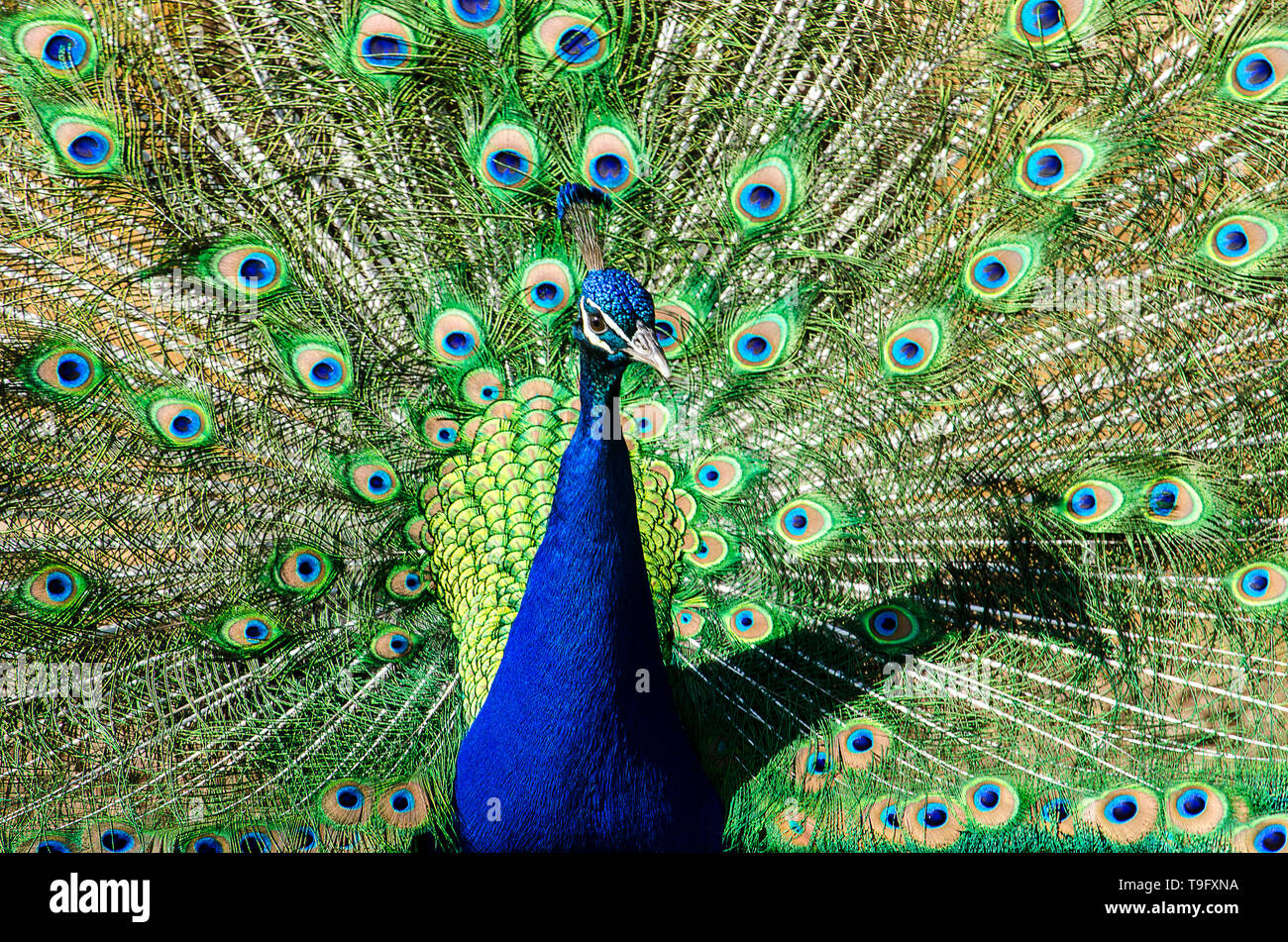 Extravagant plumage hi-res stock photography and images - Alamy