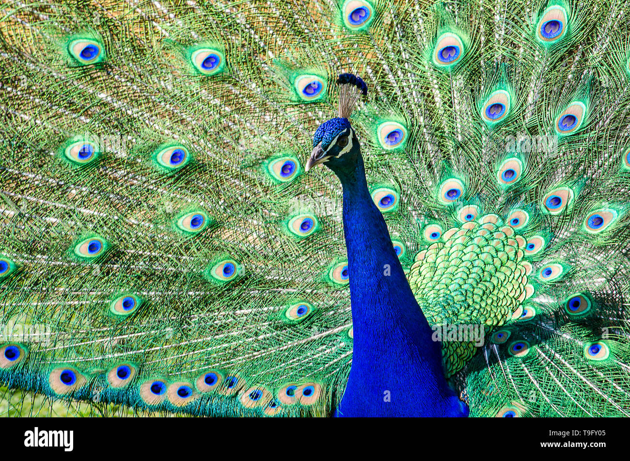 Peafowl or Peacock with extravagant plumage Stock Photo - Alamy