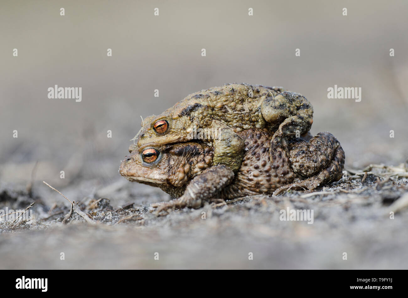 Two toads in amplex hi-res stock photography and images - Alamy