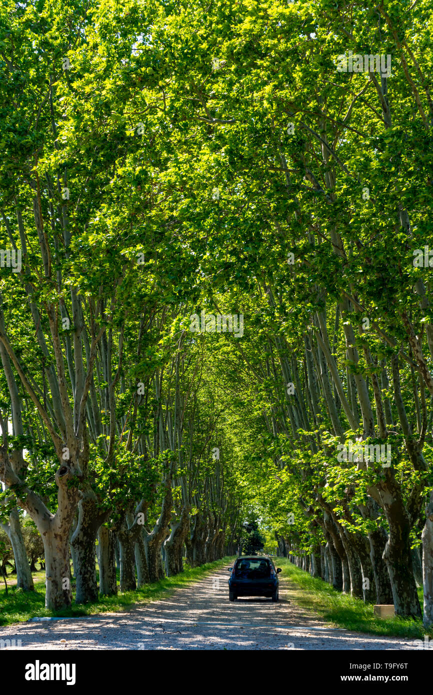 Scenic Provencal large old plane trees alley in summer and black car ...