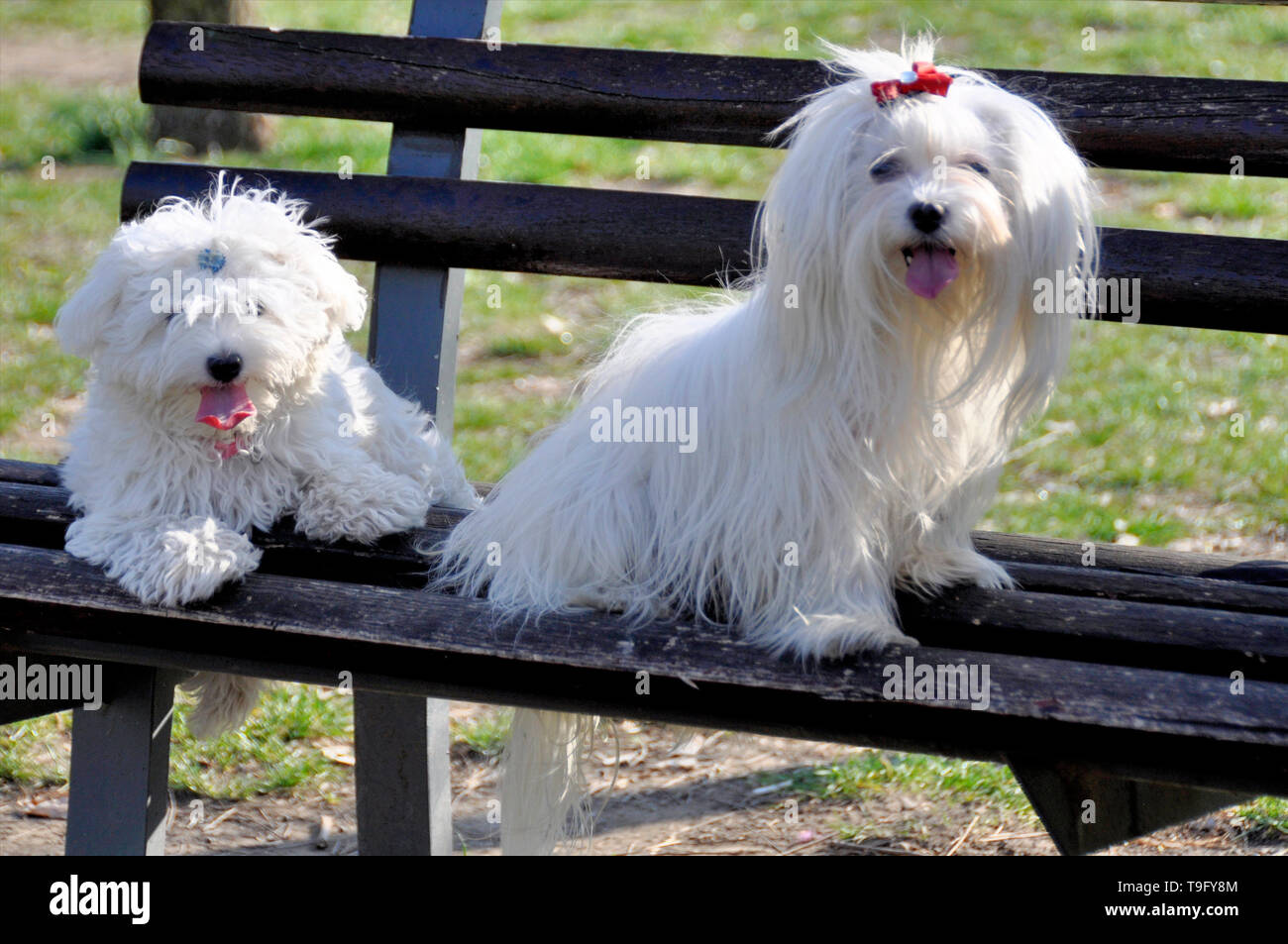 two maltese dogs posing on a park bench Stock Photo - Alamy