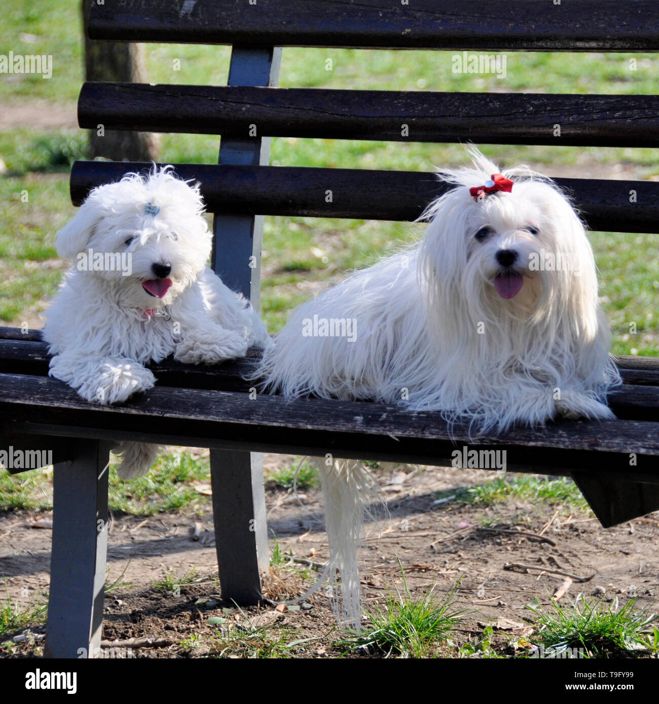 two maltese dogs posing on a park bench Stock Photo - Alamy