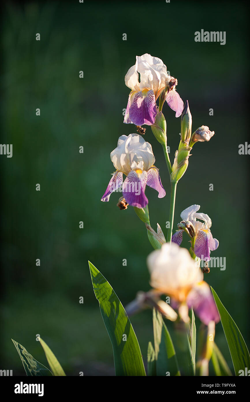 Purple irises in full bloom on a blurry background Stock Photo - Alamy