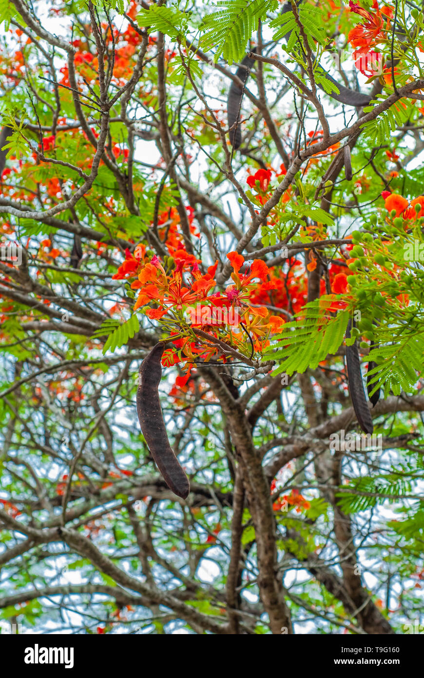 Delonix Regia tree seeds, and their small red flowers, in the Yucatan ...