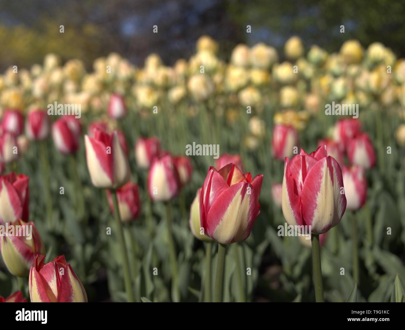 Tulips at the 2019 Ottawa Tulip Festival, Dow's Lake, Ottawa, Ontario ...