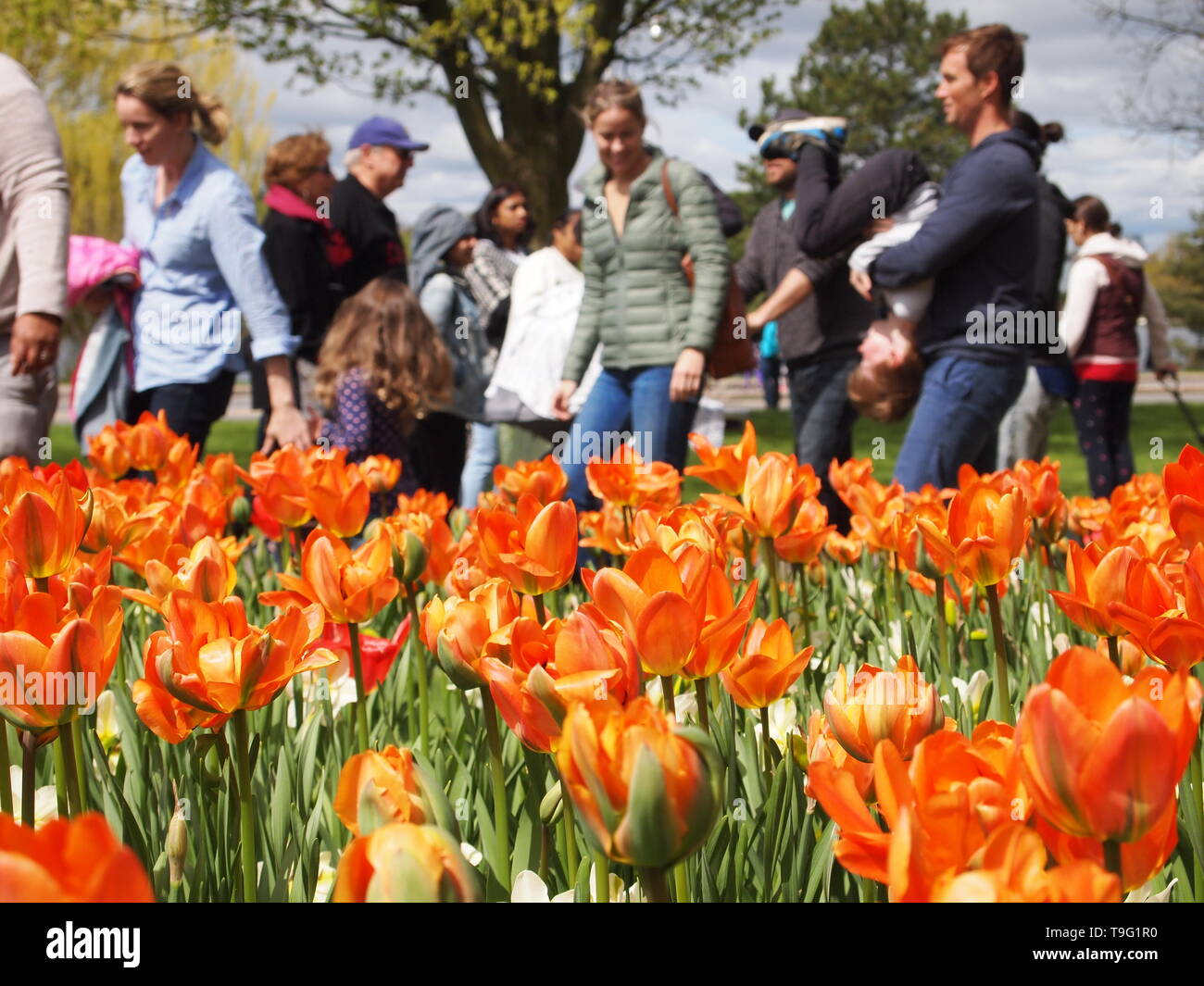 Crowds admire tulips at the Ottawa tulip festival 2019, Dow's Lake ...