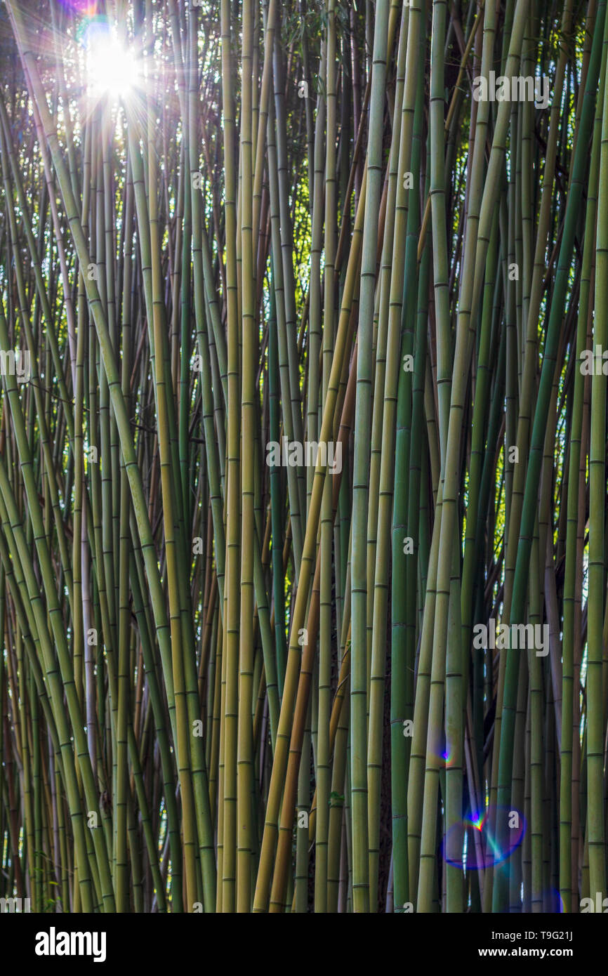Bambusoideae hi-res stock photography and images - Alamy
