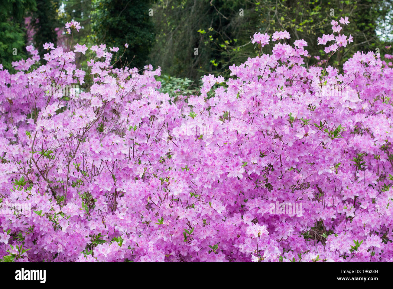 Native azaleas usa hi-res stock photography and images - Alamy