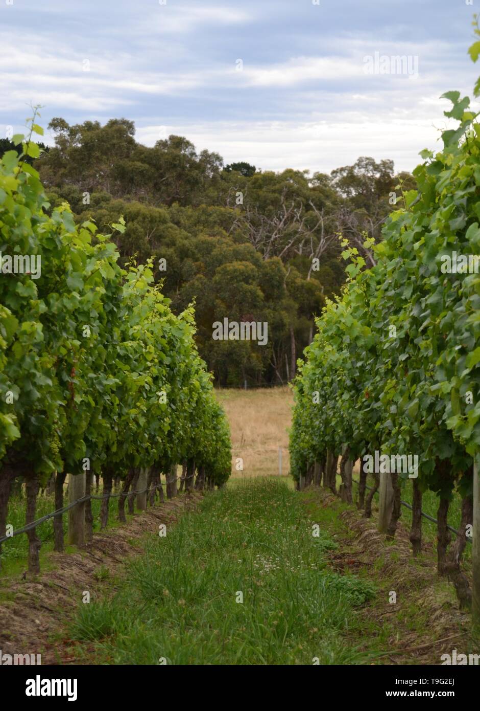 Mornington peninsula and winery hi-res stock photography and images - Alamy