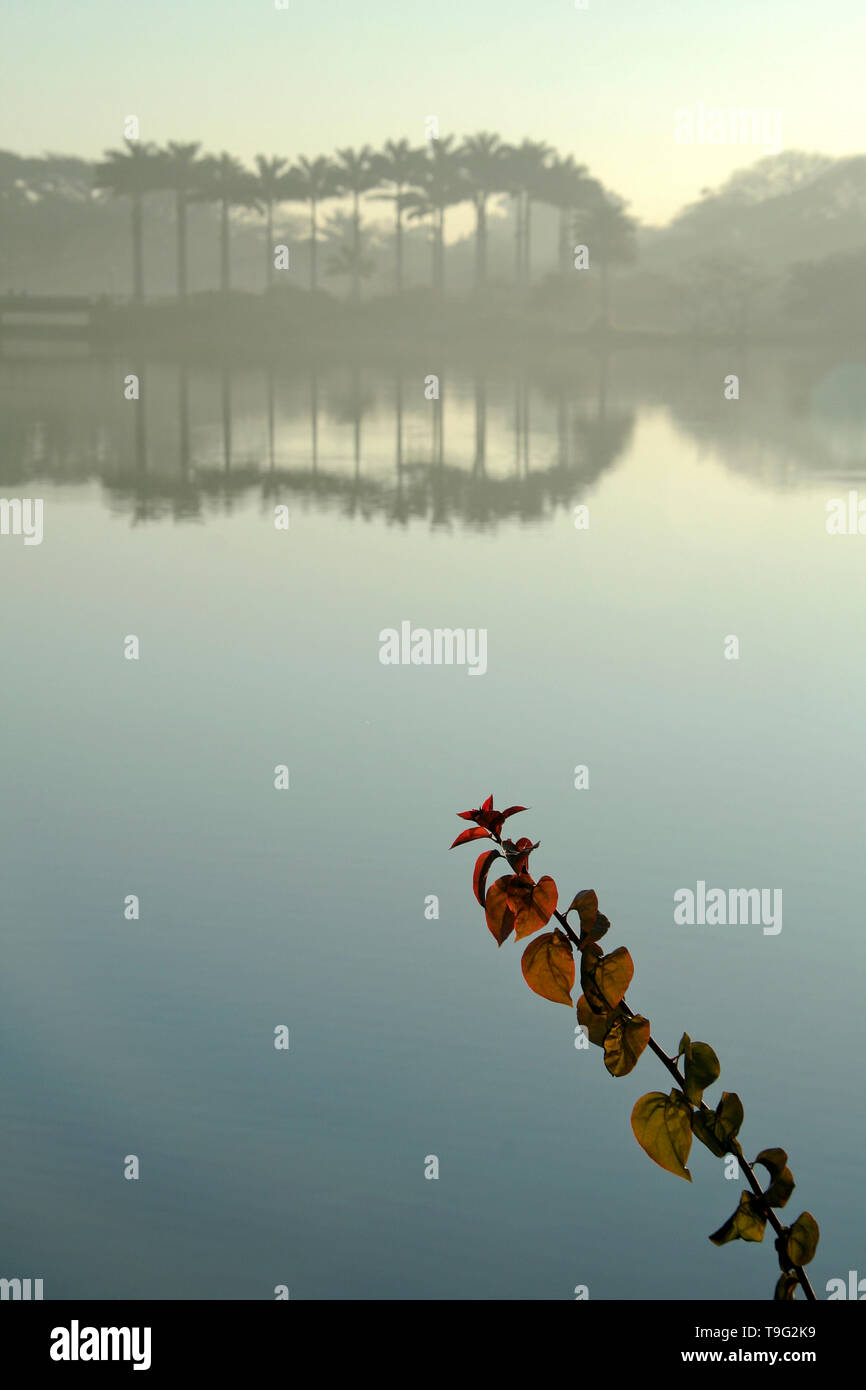 Bunch of colourful leaves against backdrop of misty lake and bund Stock ...