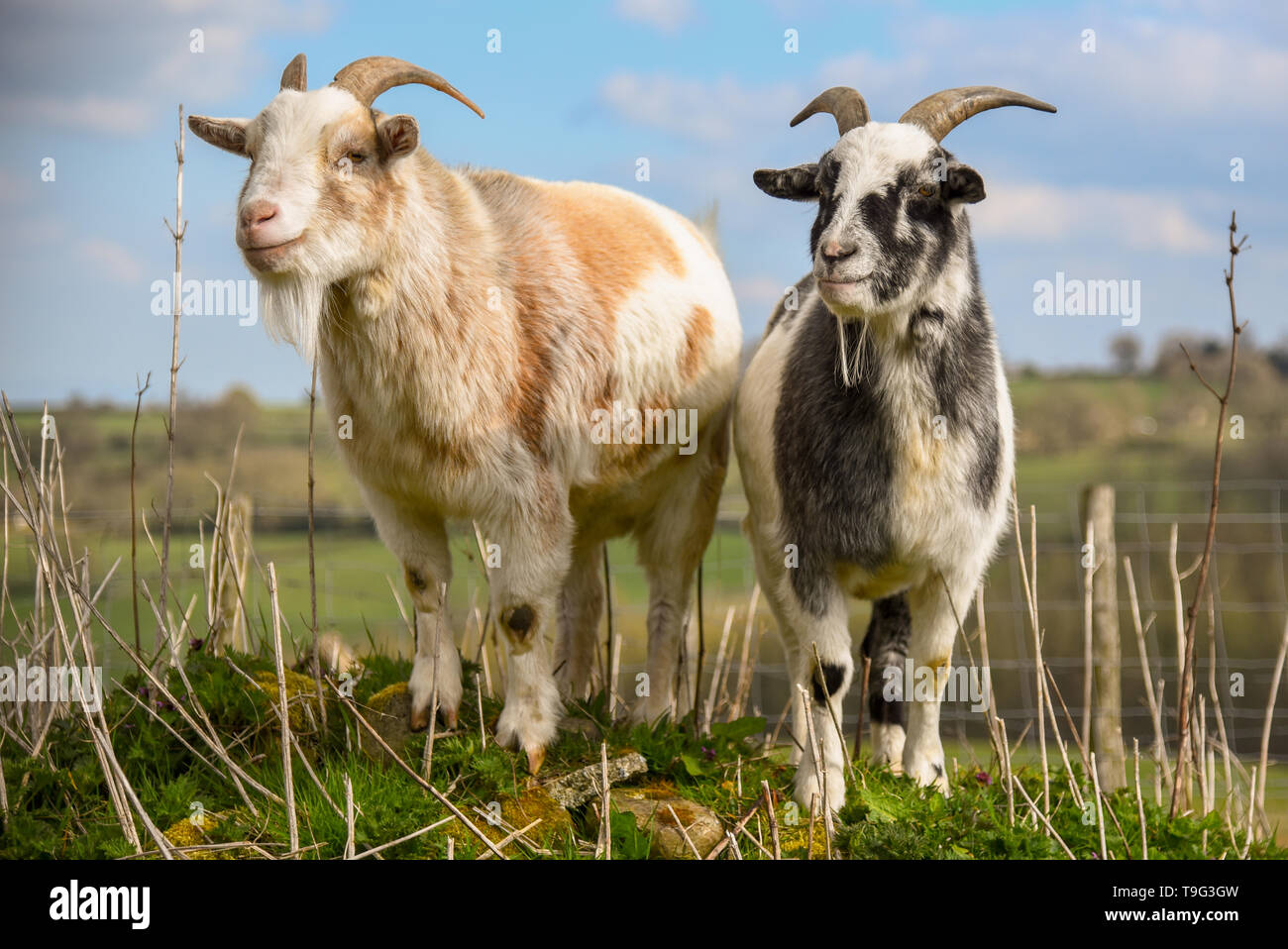 The two goats hi-res stock photography and images - Alamy