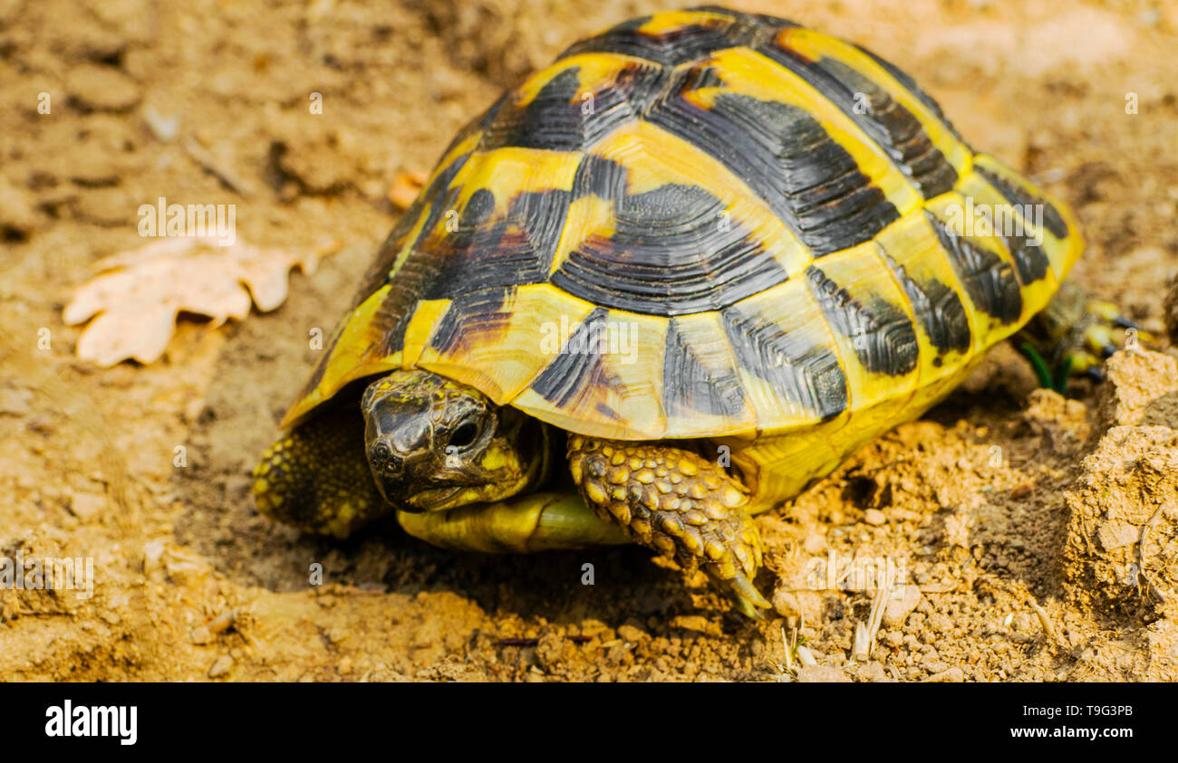 Beautiful turtle in the wild - close up view Stock Photo - Alamy