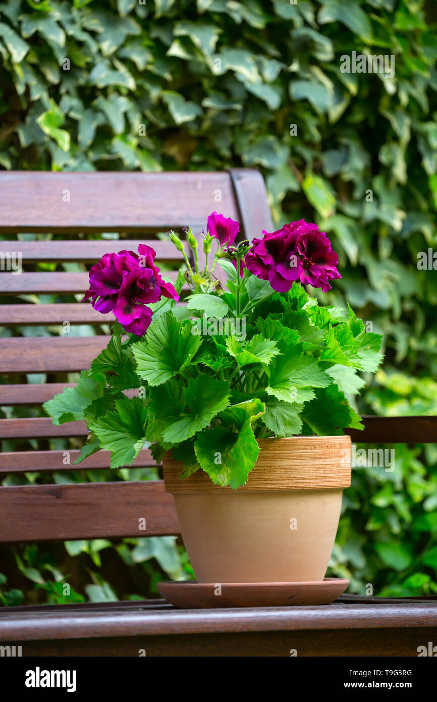 Flower geranium in spot at a bench Stock Photo - Alamy
