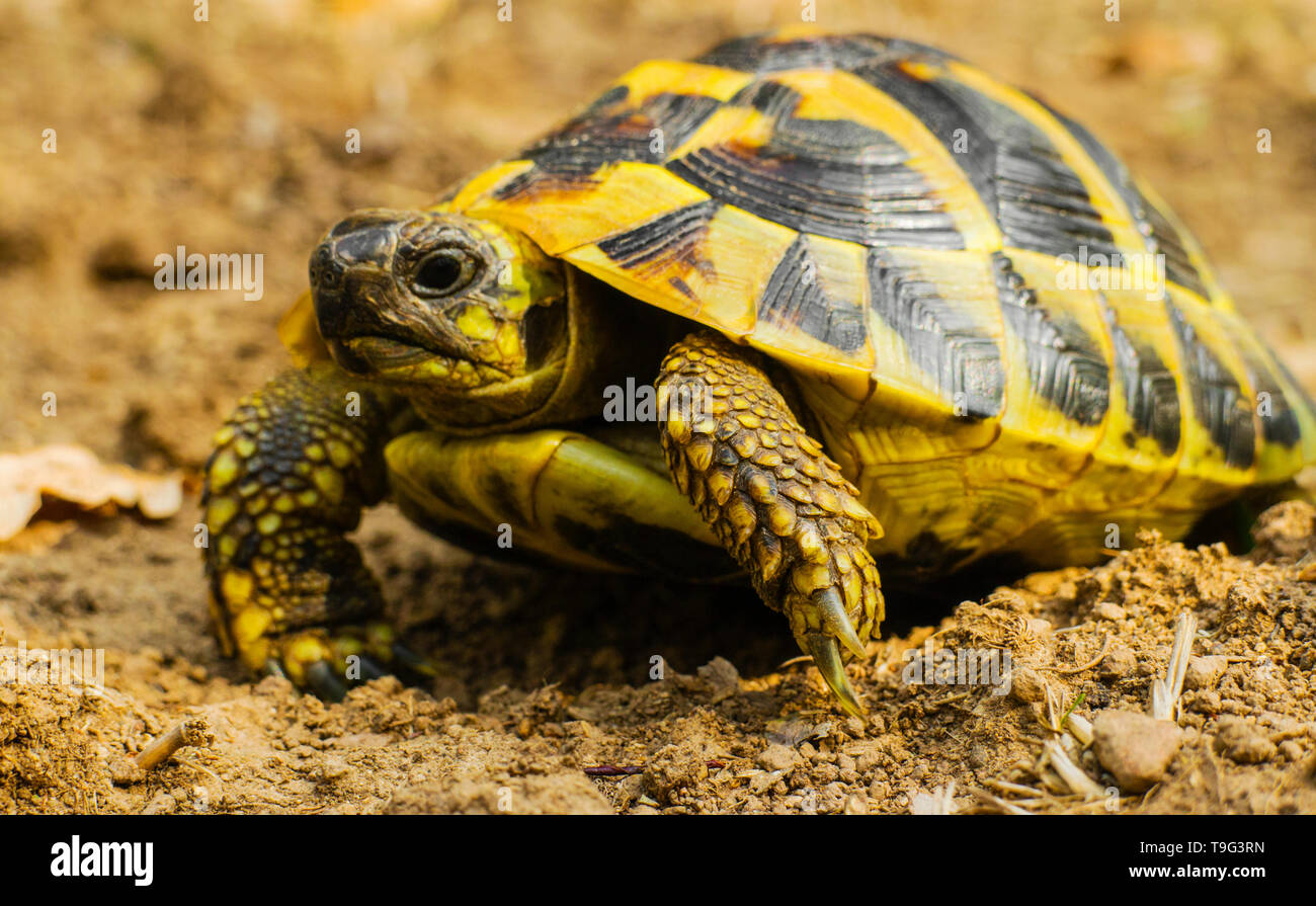 Beautiful turtle in the wild - close up view Stock Photo - Alamy