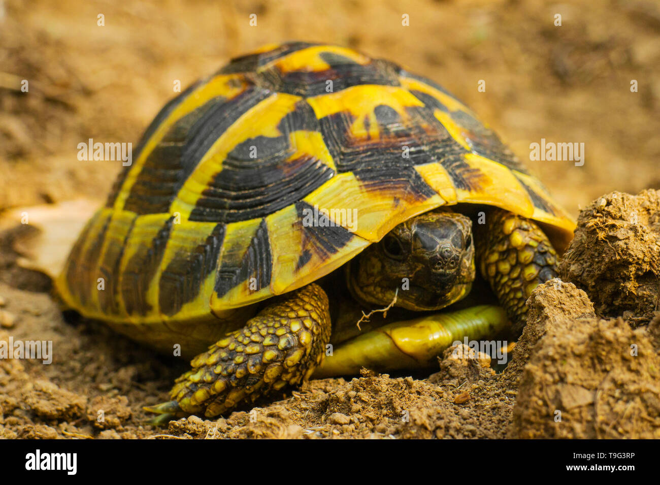 Turtles breeding ground hi-res stock photography and images - Alamy