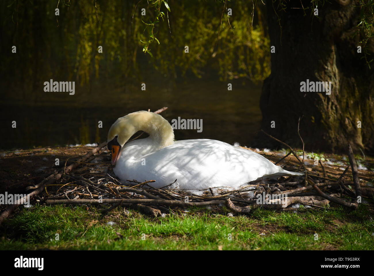 Swan nesting under a tree Stock Photo - Alamy