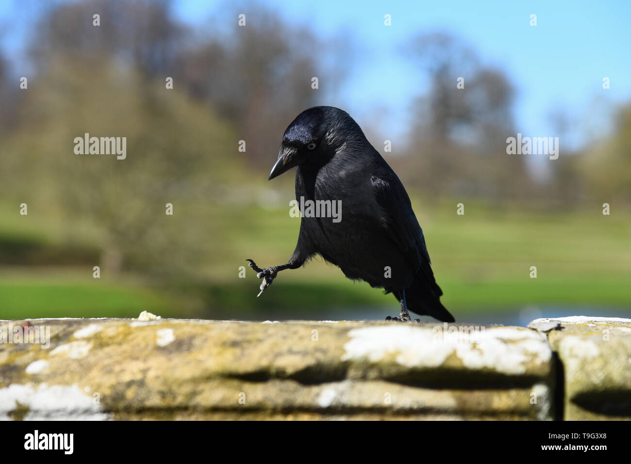 Crow Bird Stealing High Resolution Stock Photography and Images - Alamy